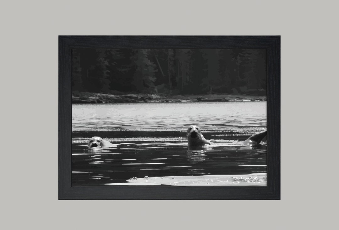 A4 Seal Print, Seal Wall Art, Seal Landscape Print, Seal Photographic ...