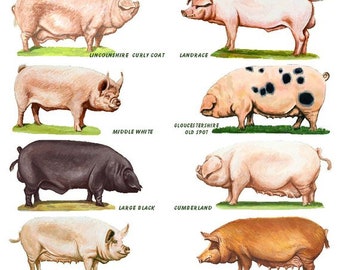 Pig breeds poster | Etsy