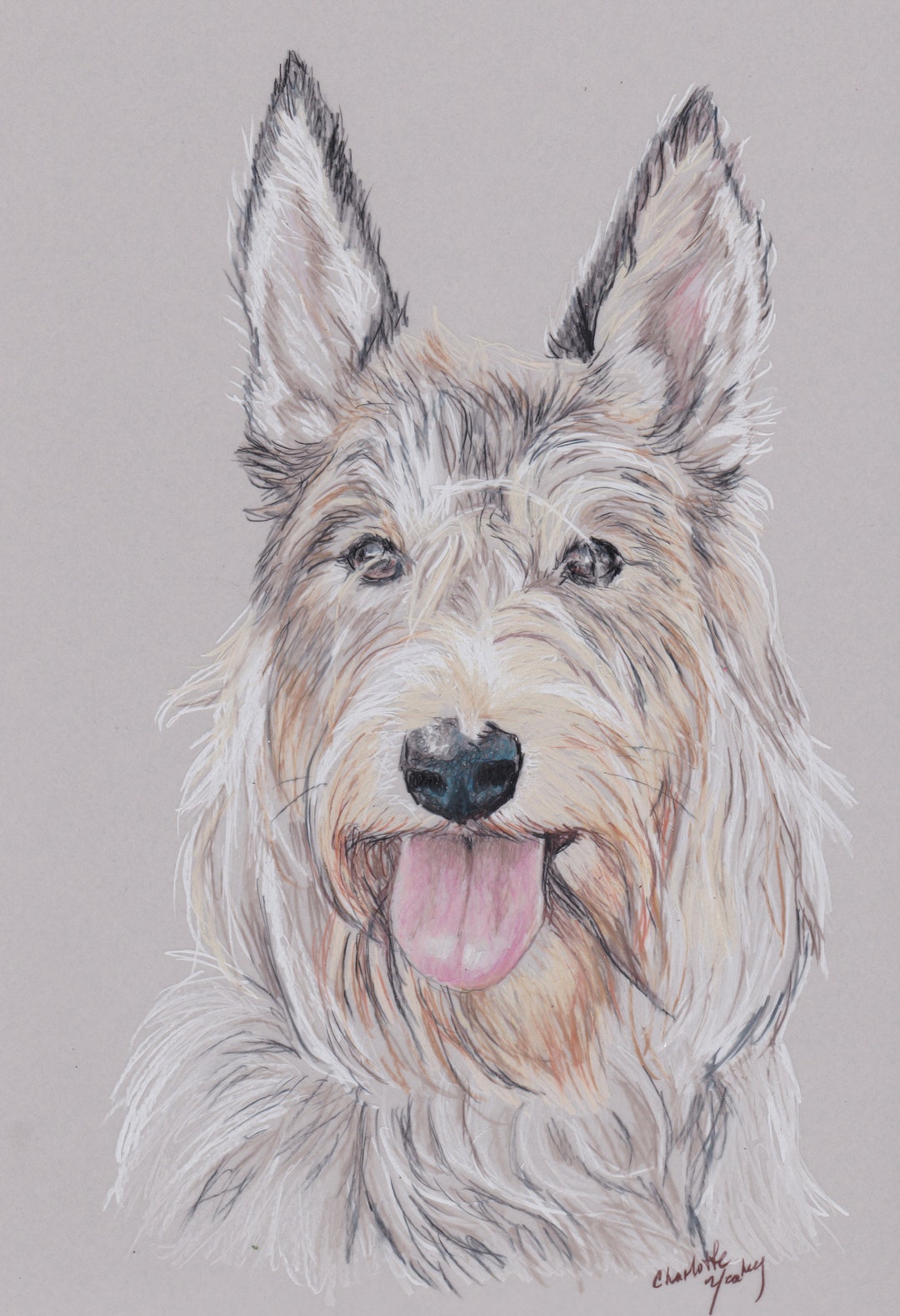 Berger Picard Dog Art Original Colored Pencil Drawing 12x16 Inch Framed ...