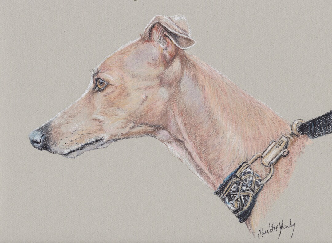 Whippet Dog Art Colored Pencil Drawing Matted Signed - Etsy