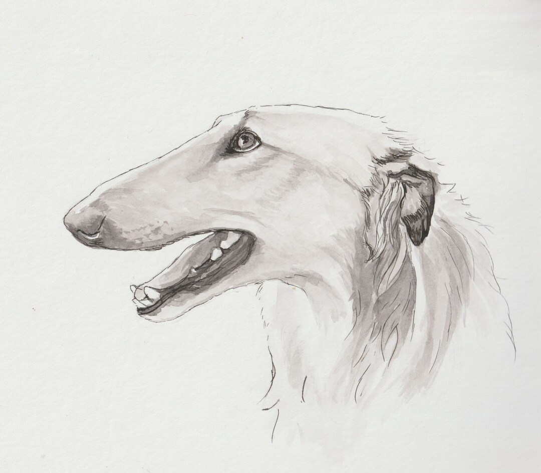 Borzoi Original Dog Art Ink Drawing Matted to 9x12 Signed - Etsy
