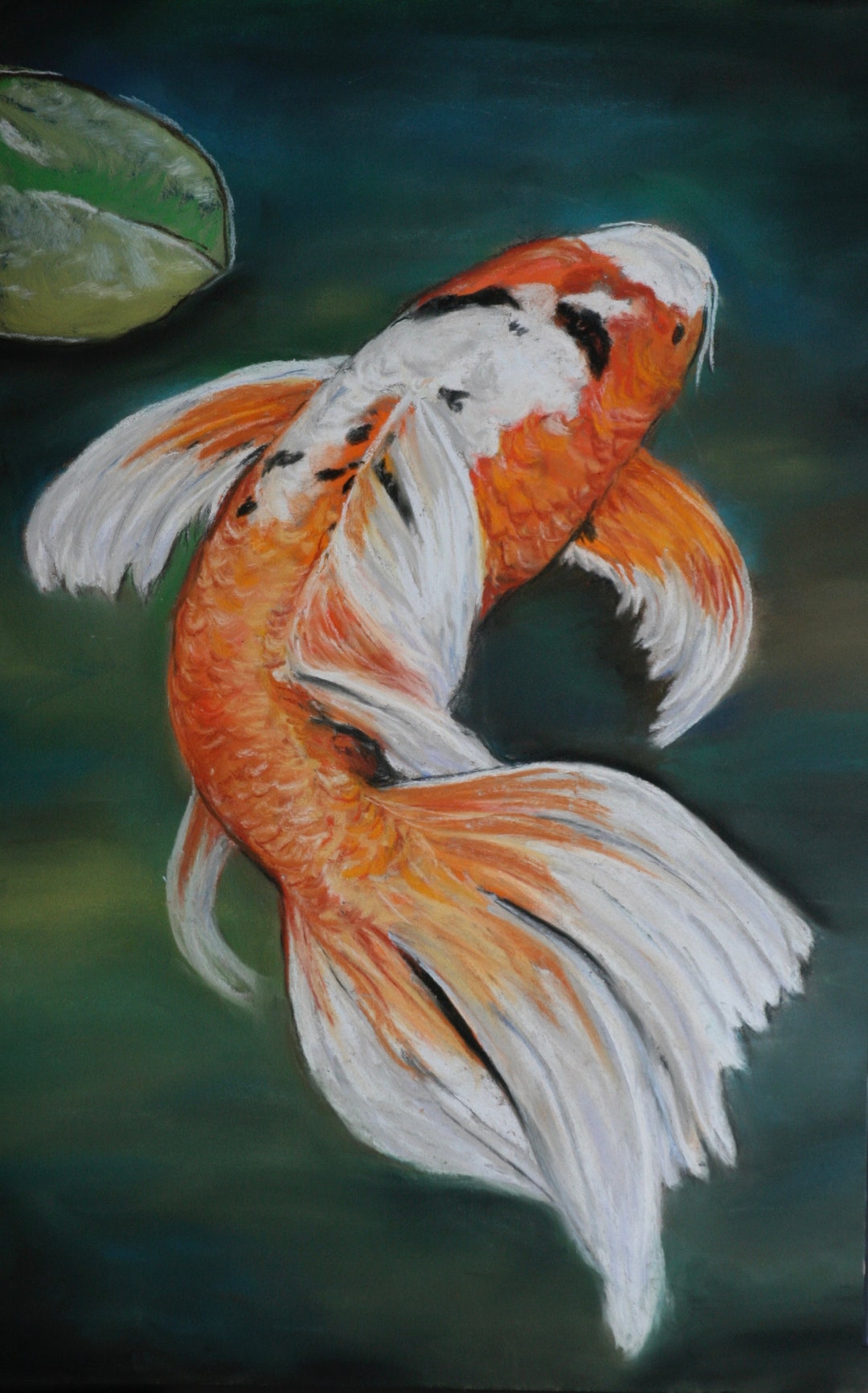 Butterfly koi store