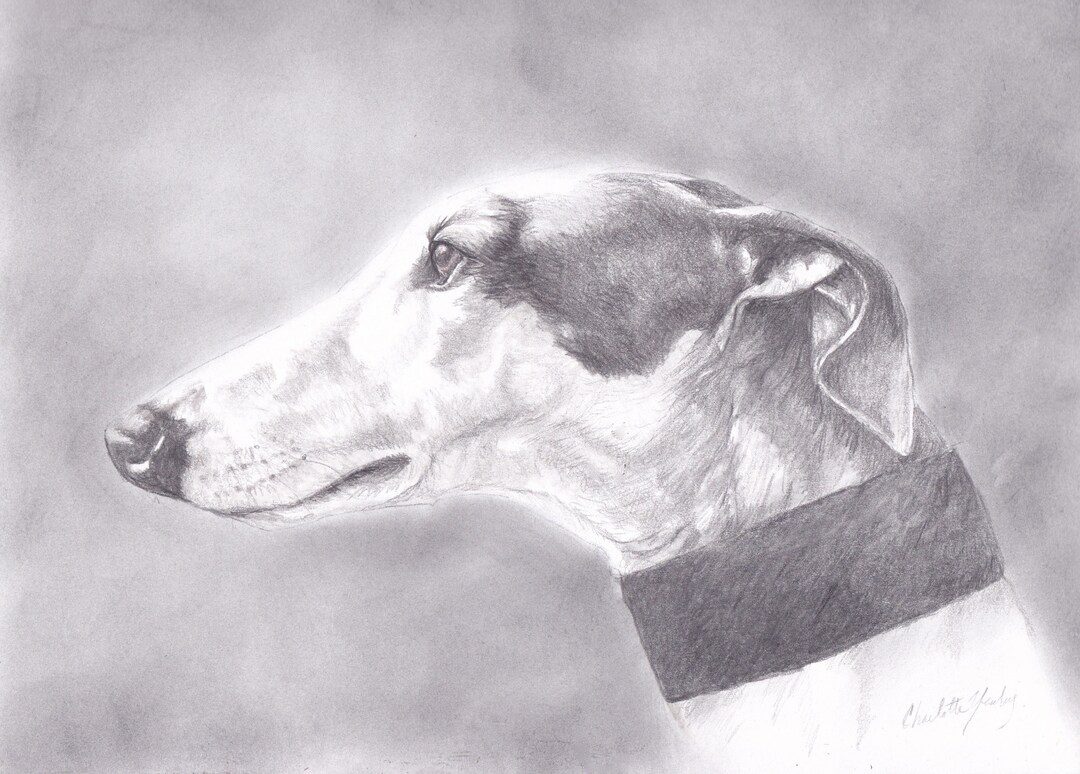 Greyhound Profile Graphite Pencil Drawing Original Dog Art Matted ...
