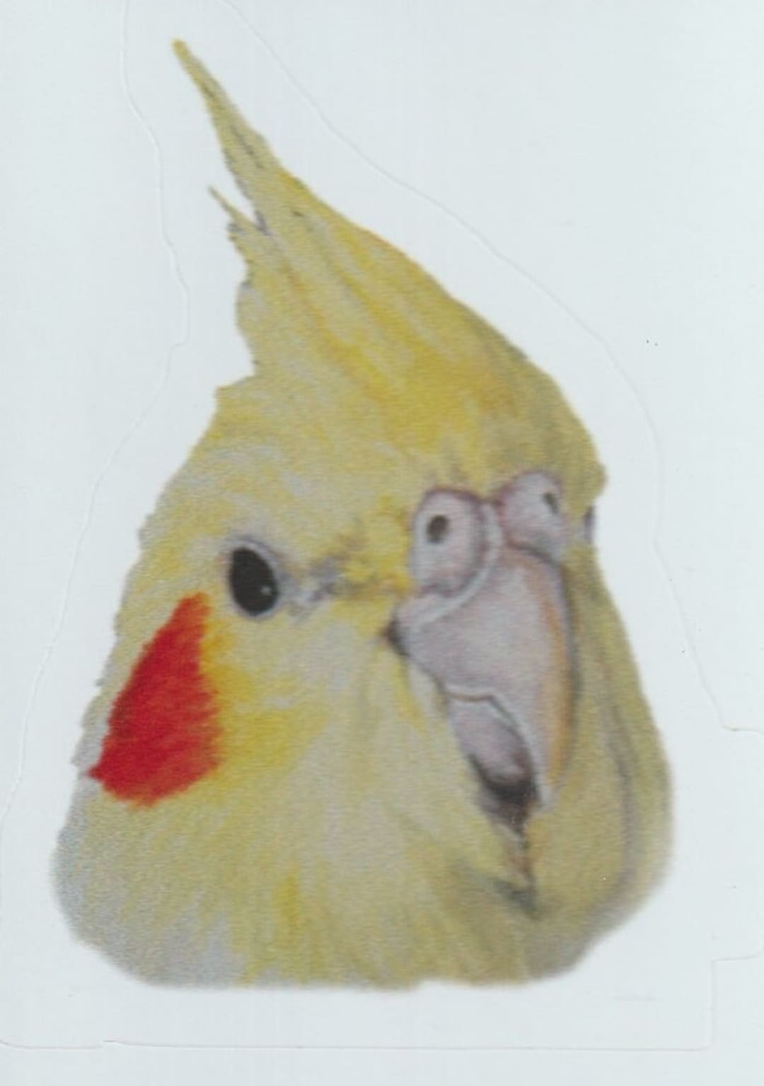 Cockatiel Head Bird Art Reproduction Sticker 2x3inch - Etsy