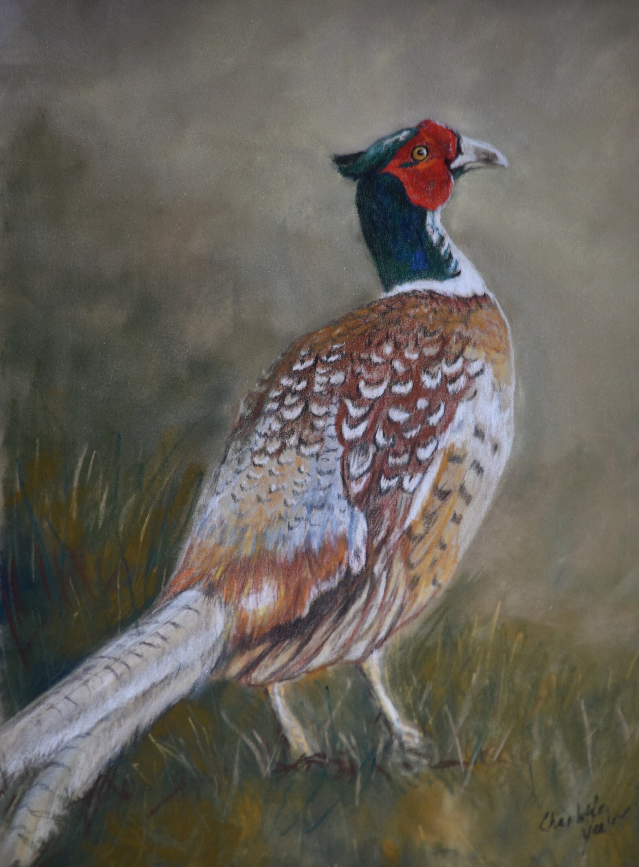 Pheasant Bird Wildlife Original Art Colored Pencil Pastel Drawing ...