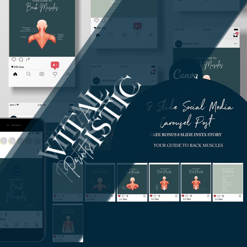 Muscle Anatomy - Etsy