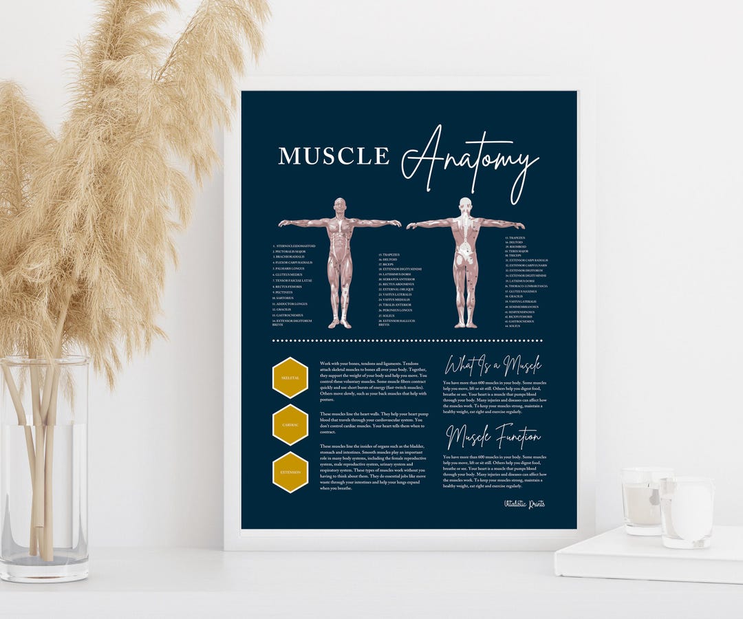 Muscular System // Chiropractic // Medical Print // Anatomy Print ...