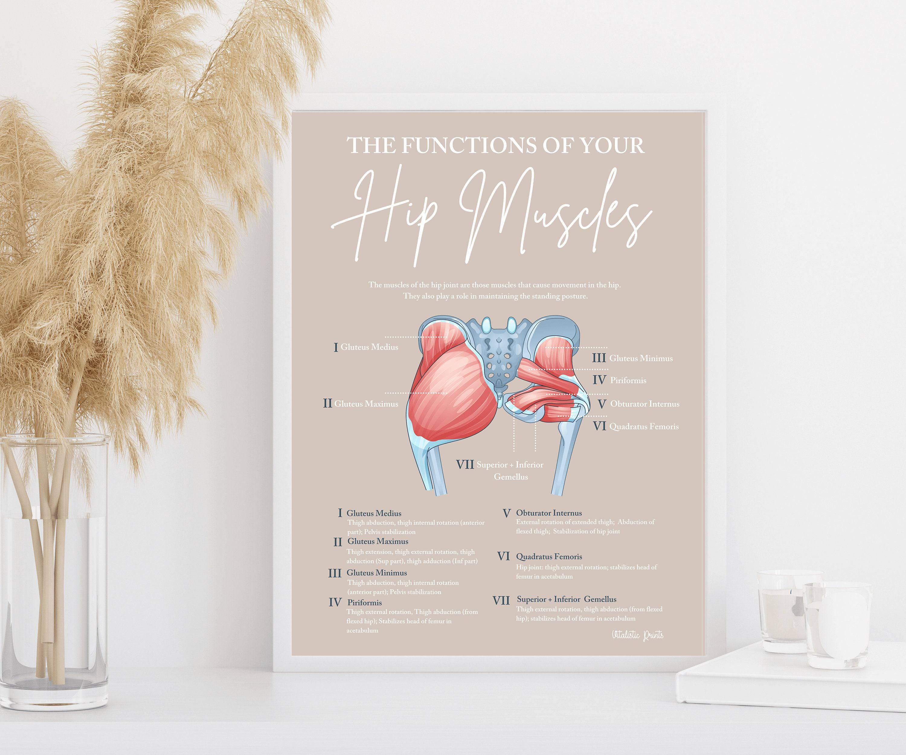 The Functions of Your Hip Muscles // Vitalistic Chiropractic ...