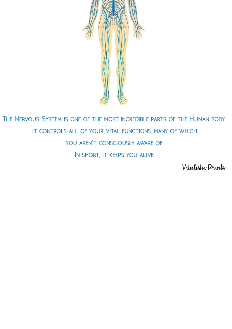 Digital Roller Banner Design: Nervous System // Chiropractic ...