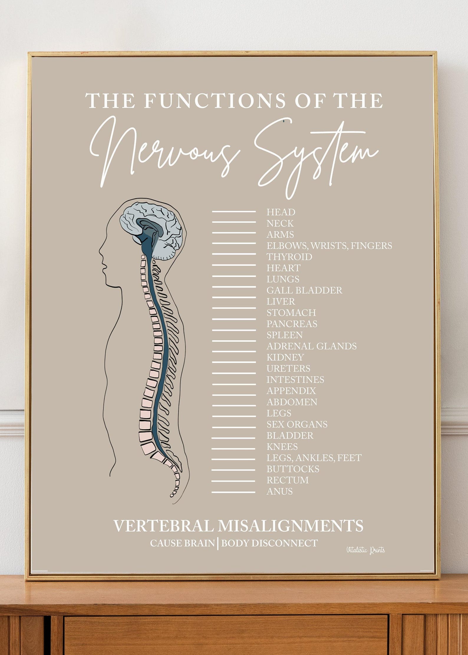 The Functions of the Nervous System // Spinal Nerve Chart ...