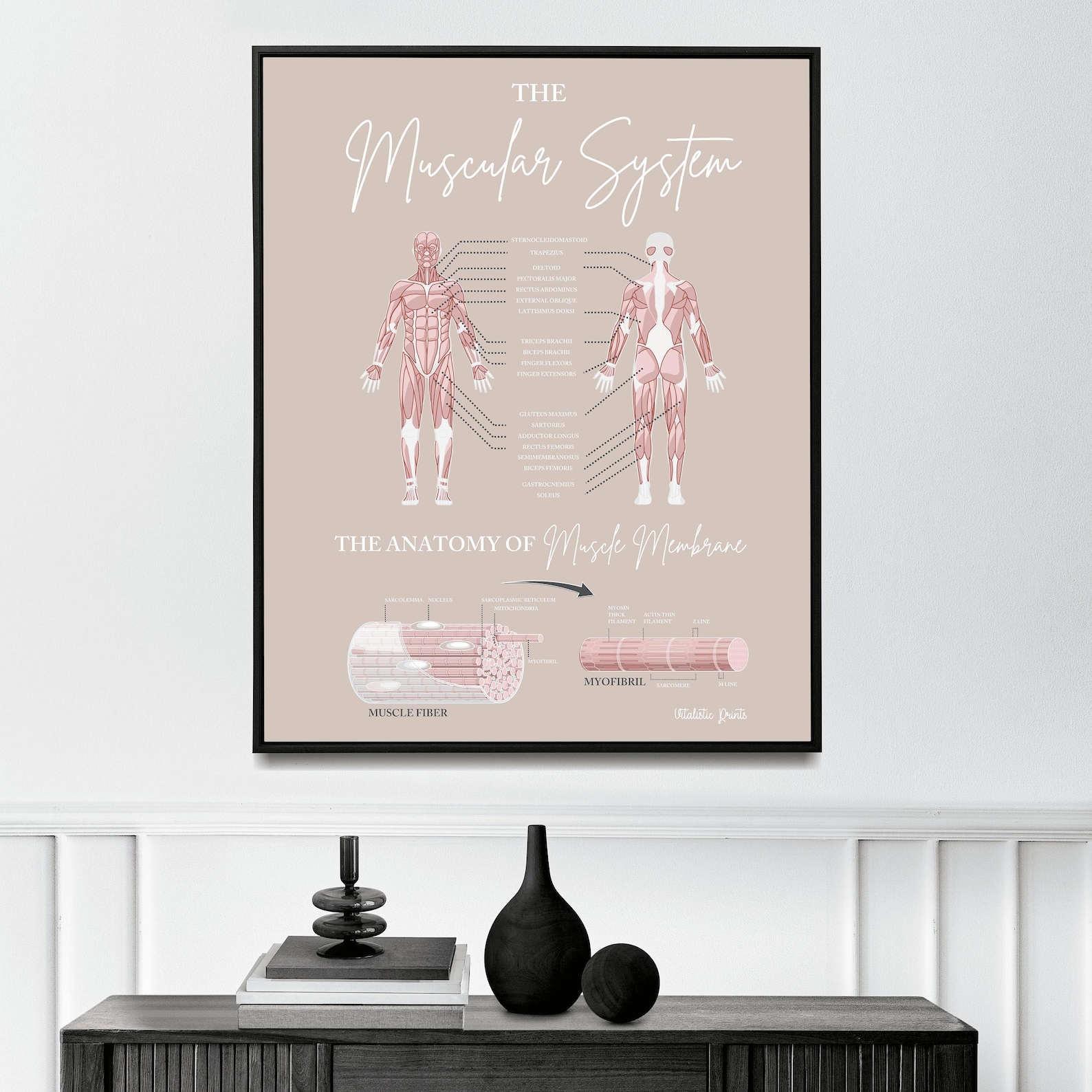 Muscular System // Chiropractic // Medical Print // Anatomy Print ...