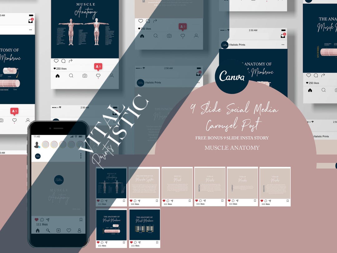 Muscle Anatomy Template for Instagram Post // the Muscular System ...