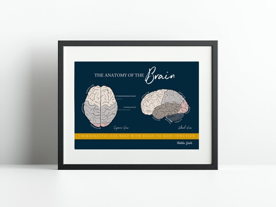 Brain Anatomy Print // Neurologgy Print // Spinal Nerve Chart | Etsy