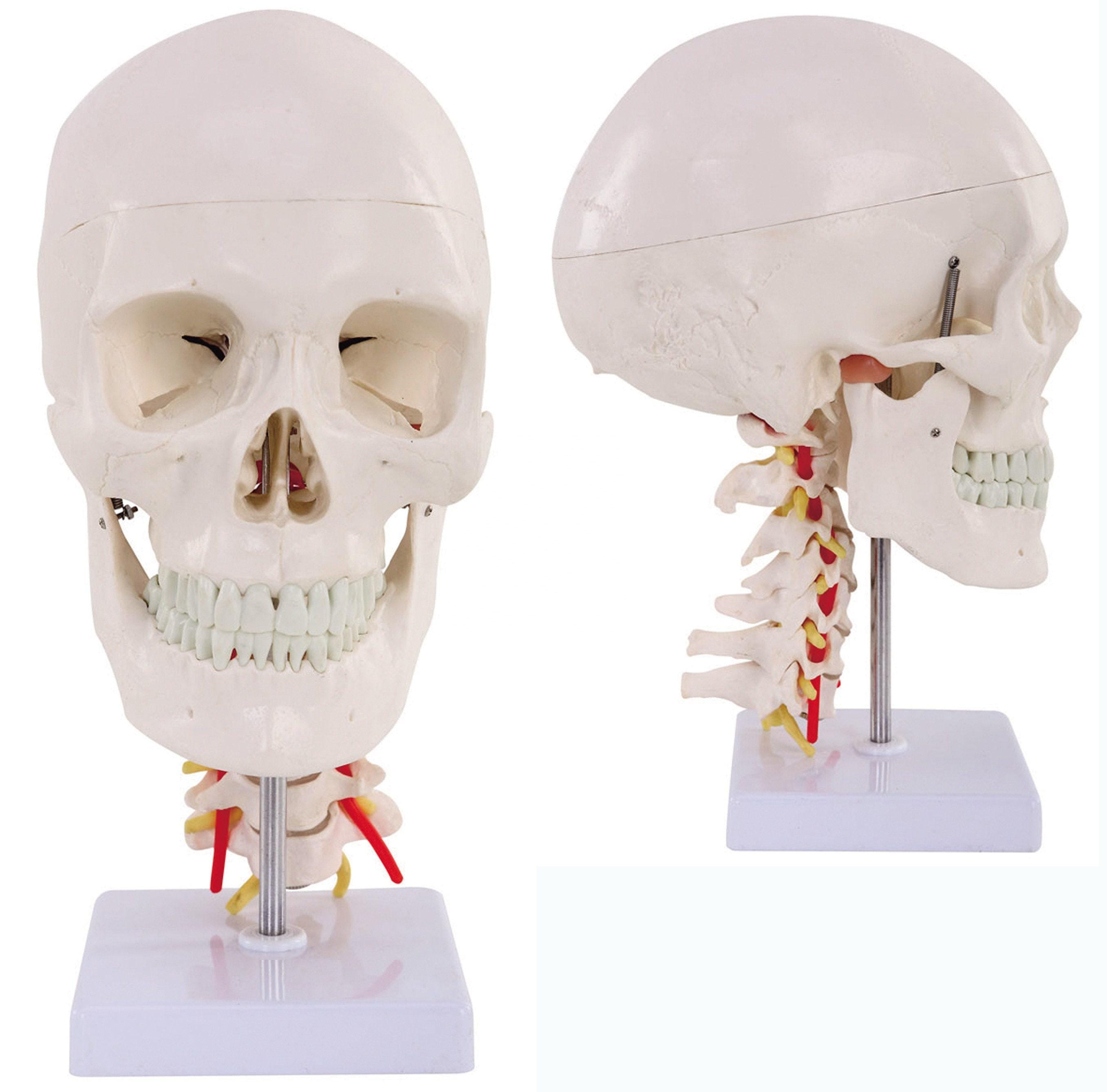 3D Medical Anatomical Skull Model With Cervical Vertebra ...