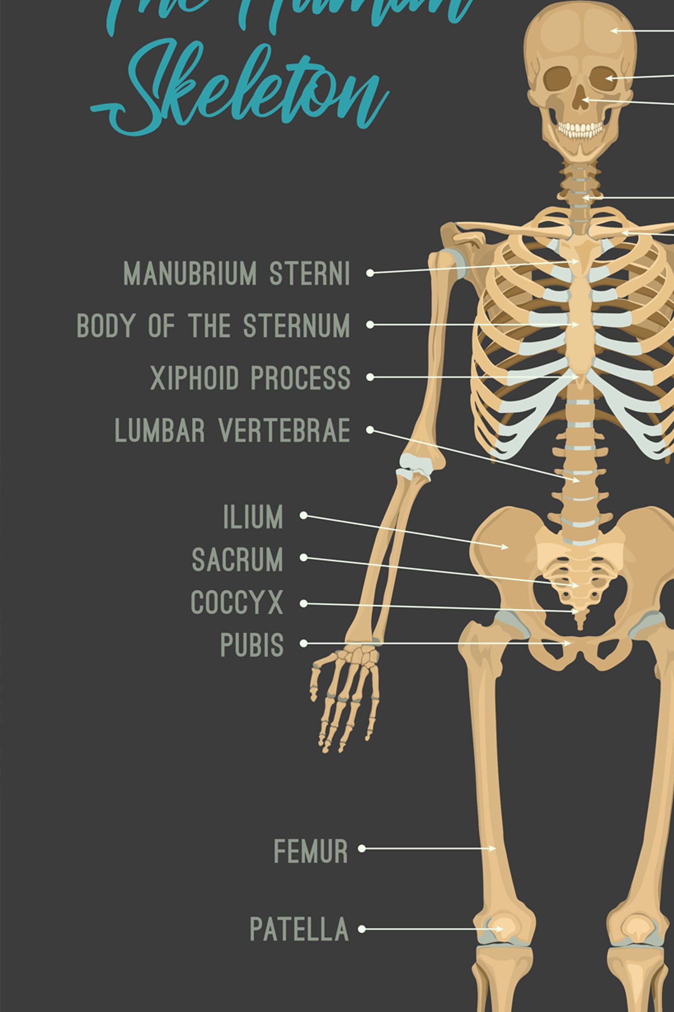 The Human Skeleton // Chiropractic // Subluxation Complex // Symptoms ...