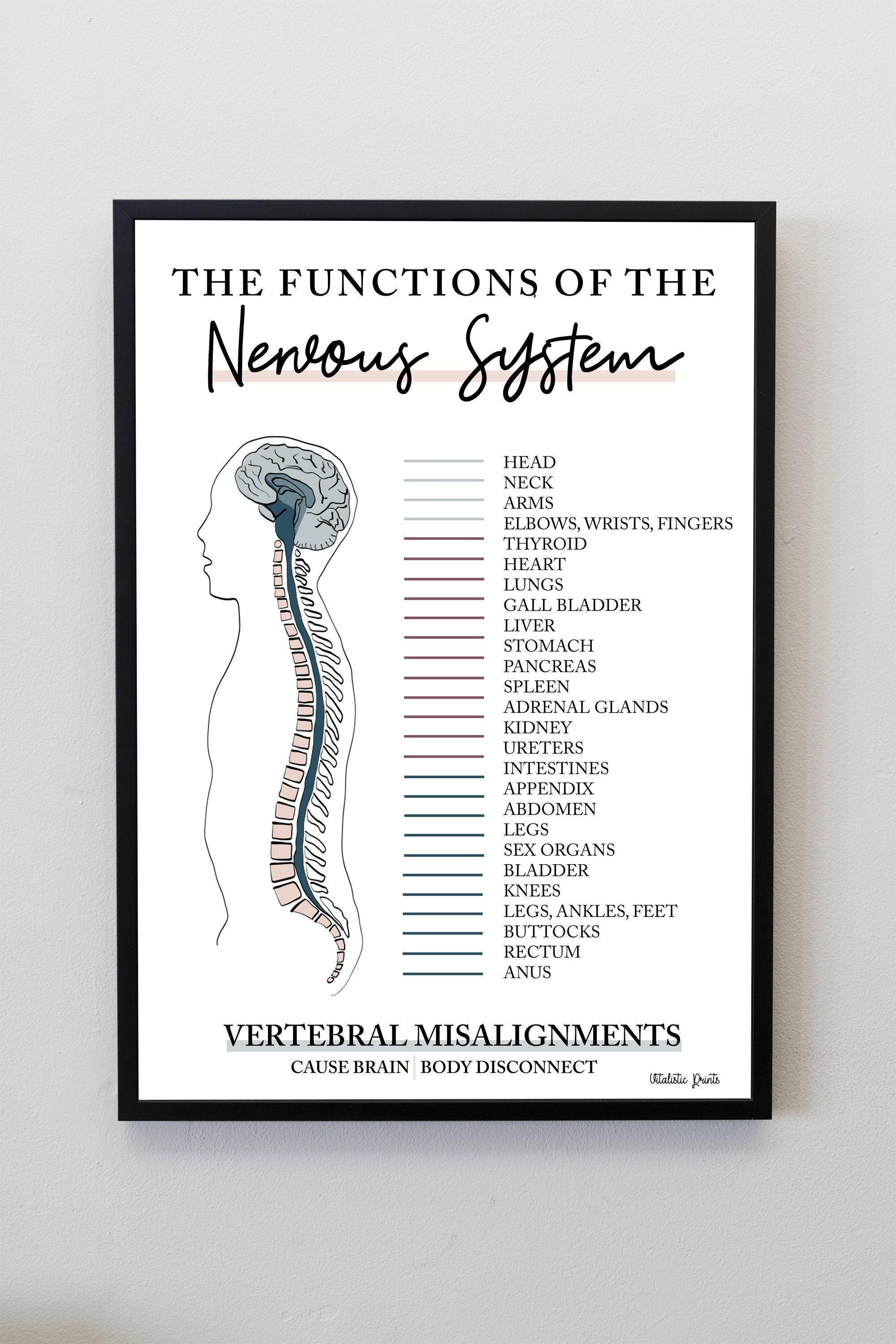 The Functions of the Nervous System // Spinal Nerve Chart ...