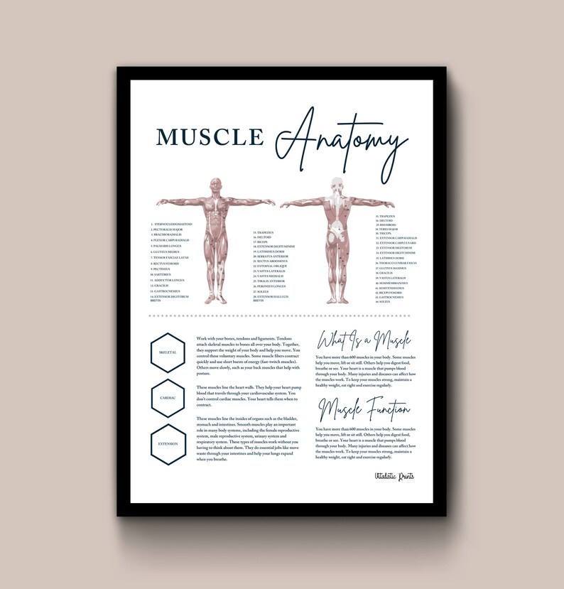 Muscular System // Chiropractic // Medical Print // Anatomy Print ...