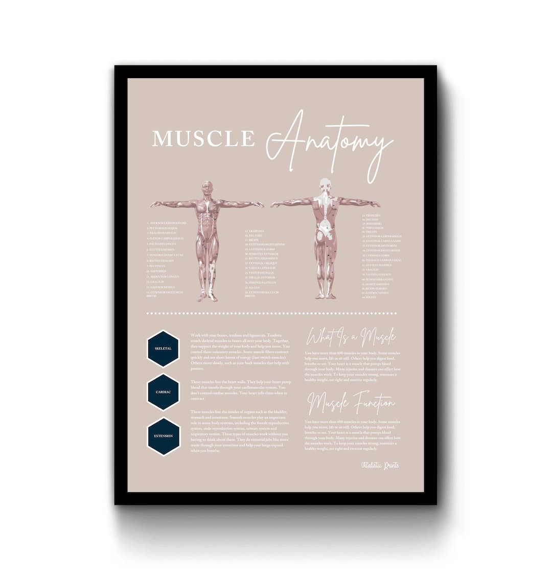Muscular System // Chiropractic // Medical Print // Anatomy Print ...