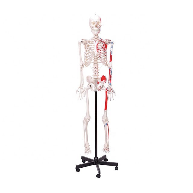 High Quality Human Muscular Skeleton Model // Chiropractic // - Etsy