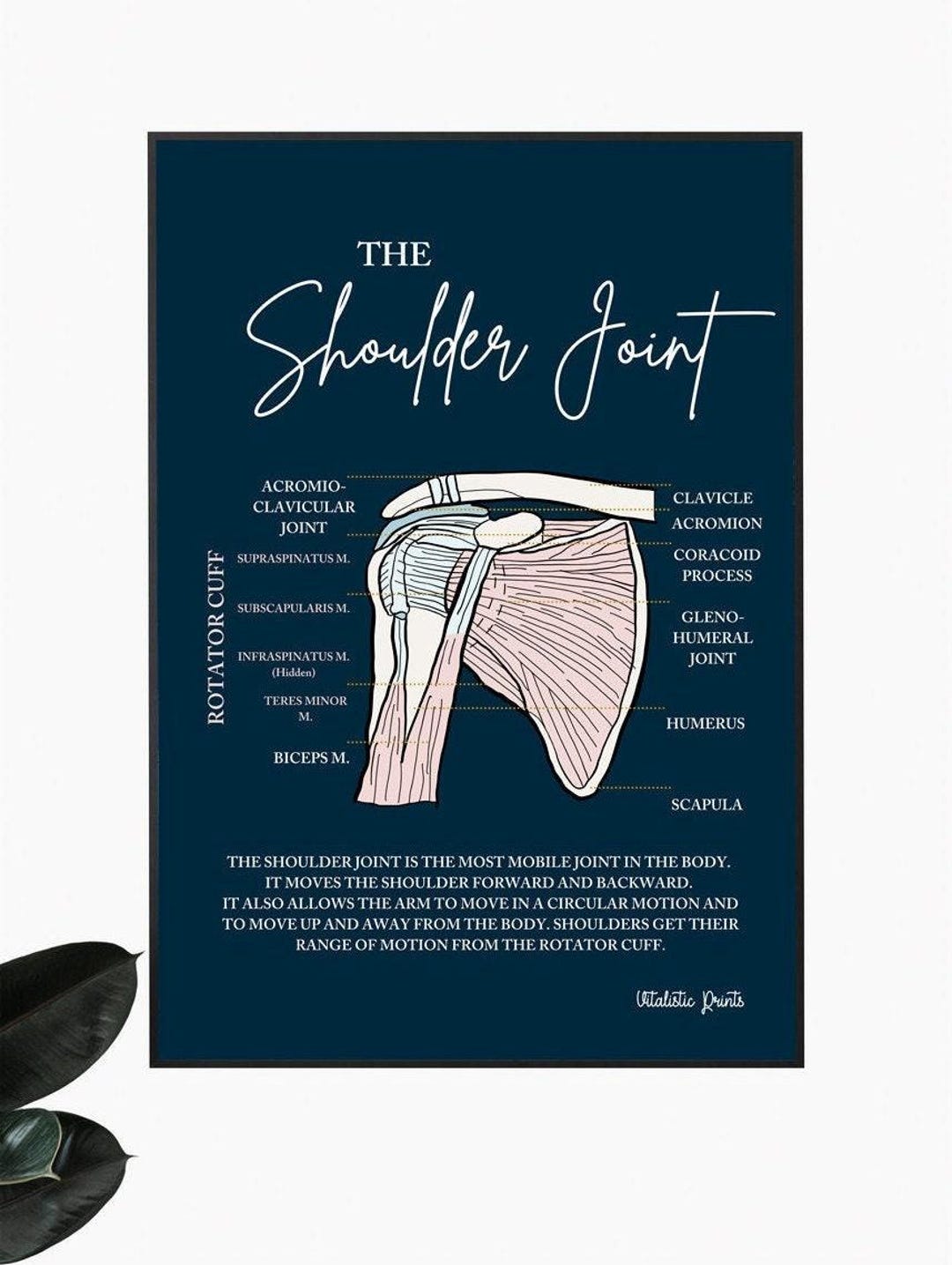 The Shoulder Joint Print // Chiropractic // Subluxation Complex ...