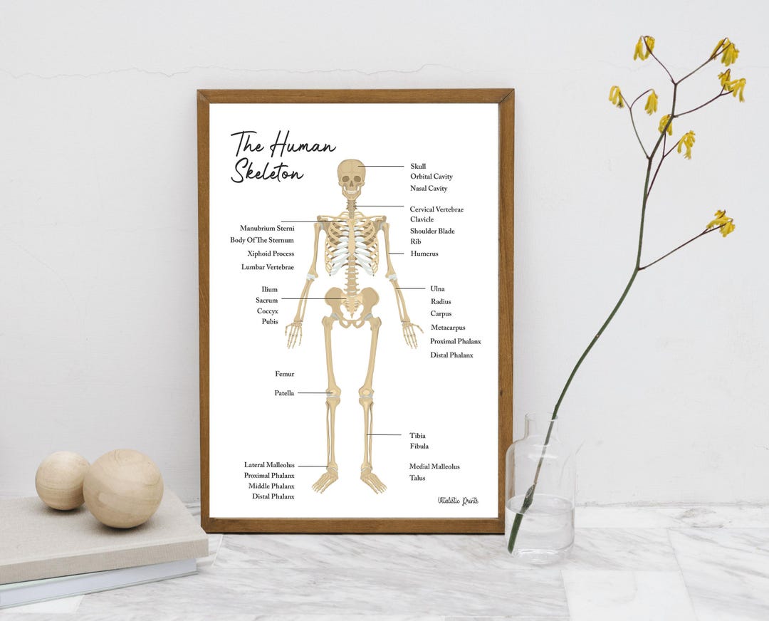 The Human Skeleton // Chiropractic // Subluxation Complex // Symptoms ...