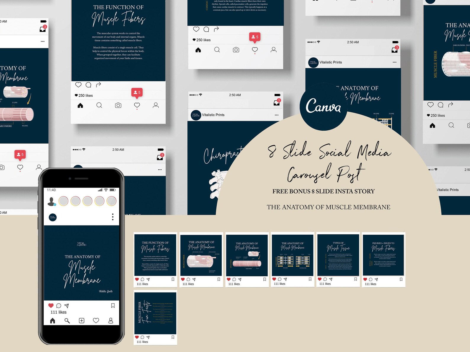 Chiropractic Canva Template for Instagram Post // the Anatomy of Muscle ...