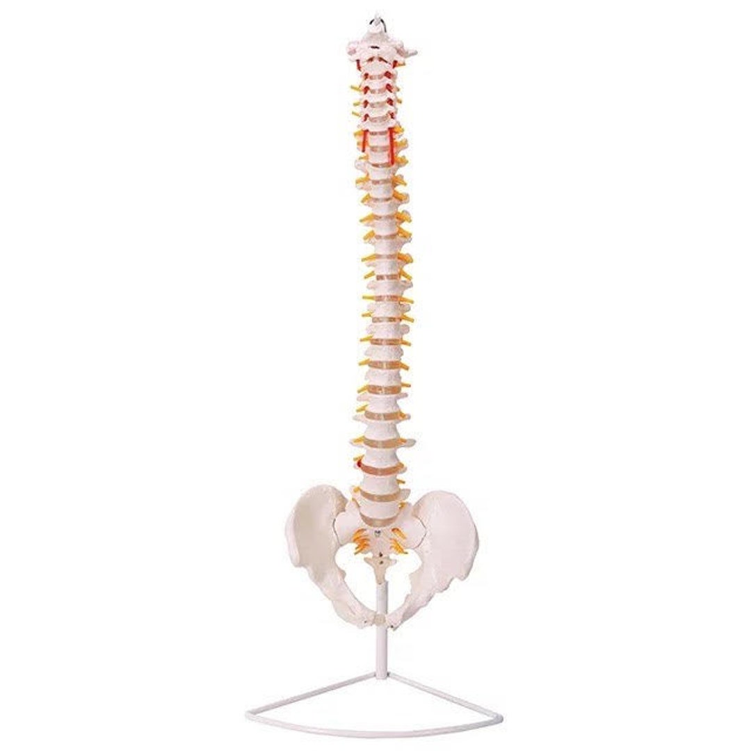 Spine Model // Chiropractic // Anatomy Model // Human Anatomy ...