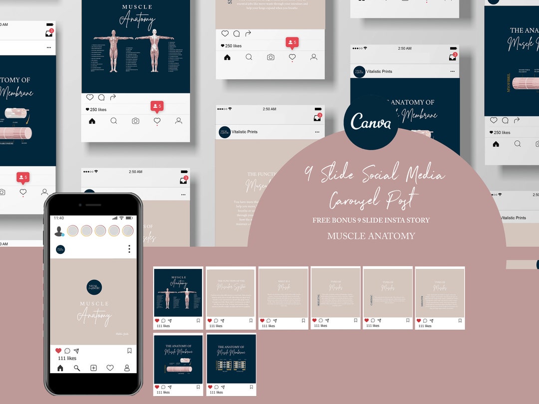 Muscle Anatomy Template for Instagram Post // the Muscular System ...