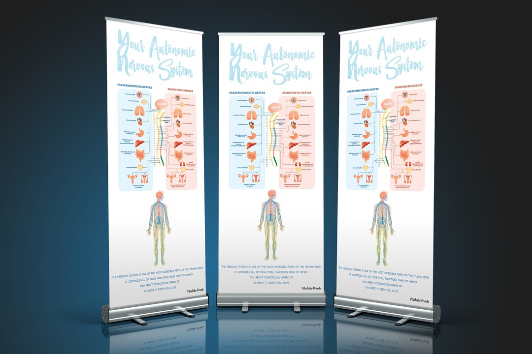 Digital Roller Banner Design: Nervous System // Chiropractic ...