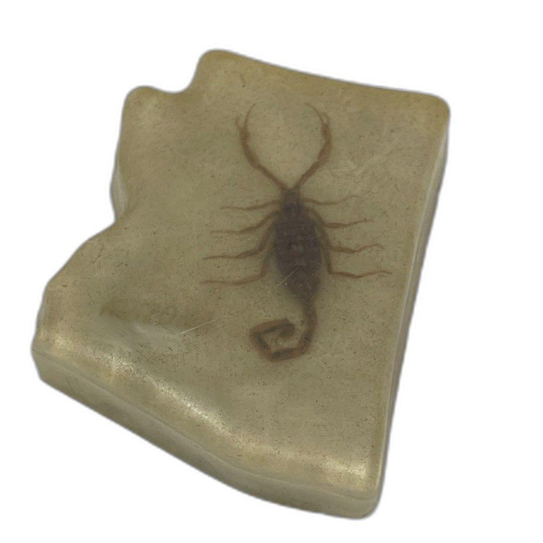 Vintage Real Scorpion ARIZONA Acrylic Paperweight Decor Trinket Oddity ...