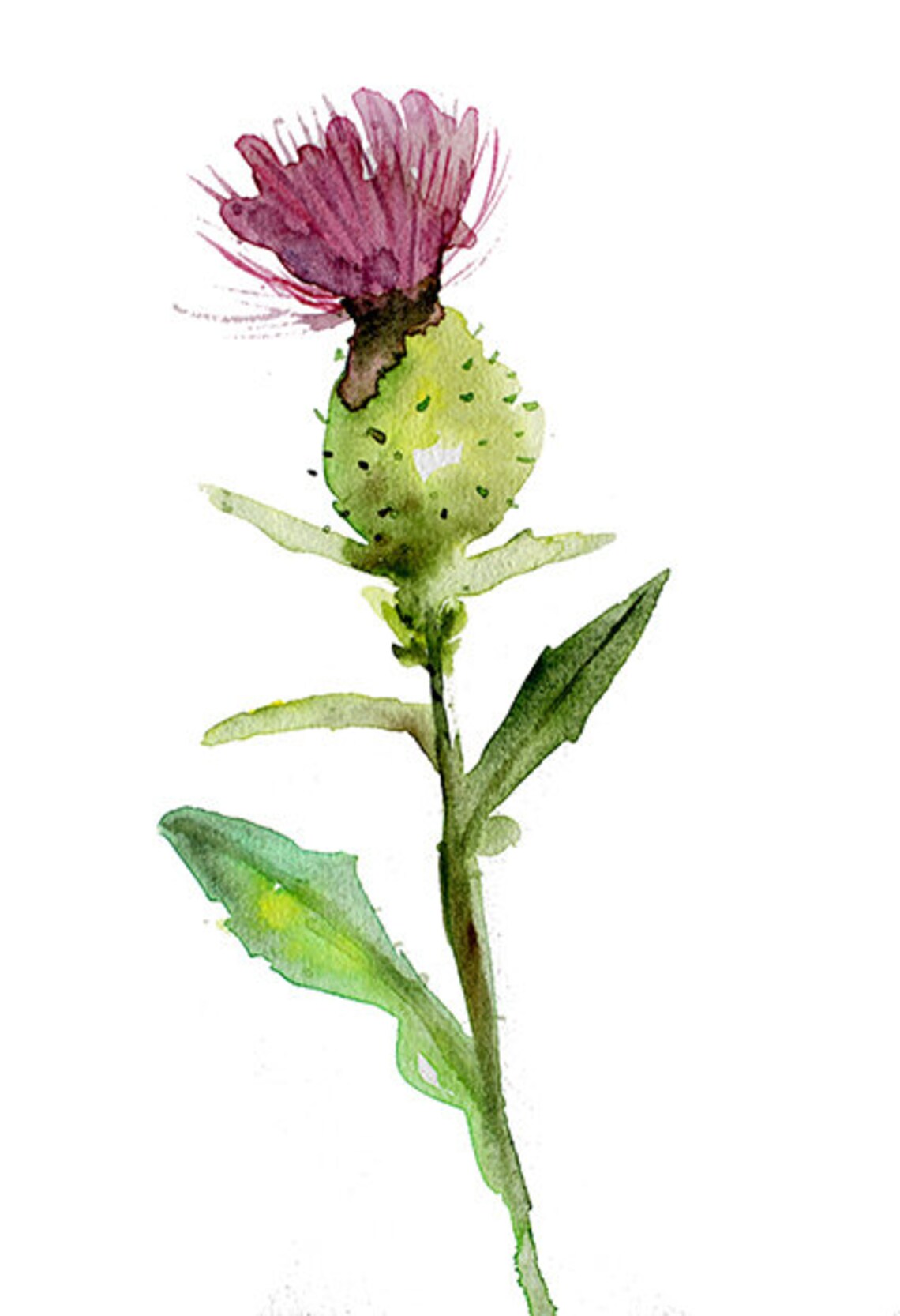 DistelDruck. Kräuter Wandkunst. DistelMalerei. Distel Poster von ...