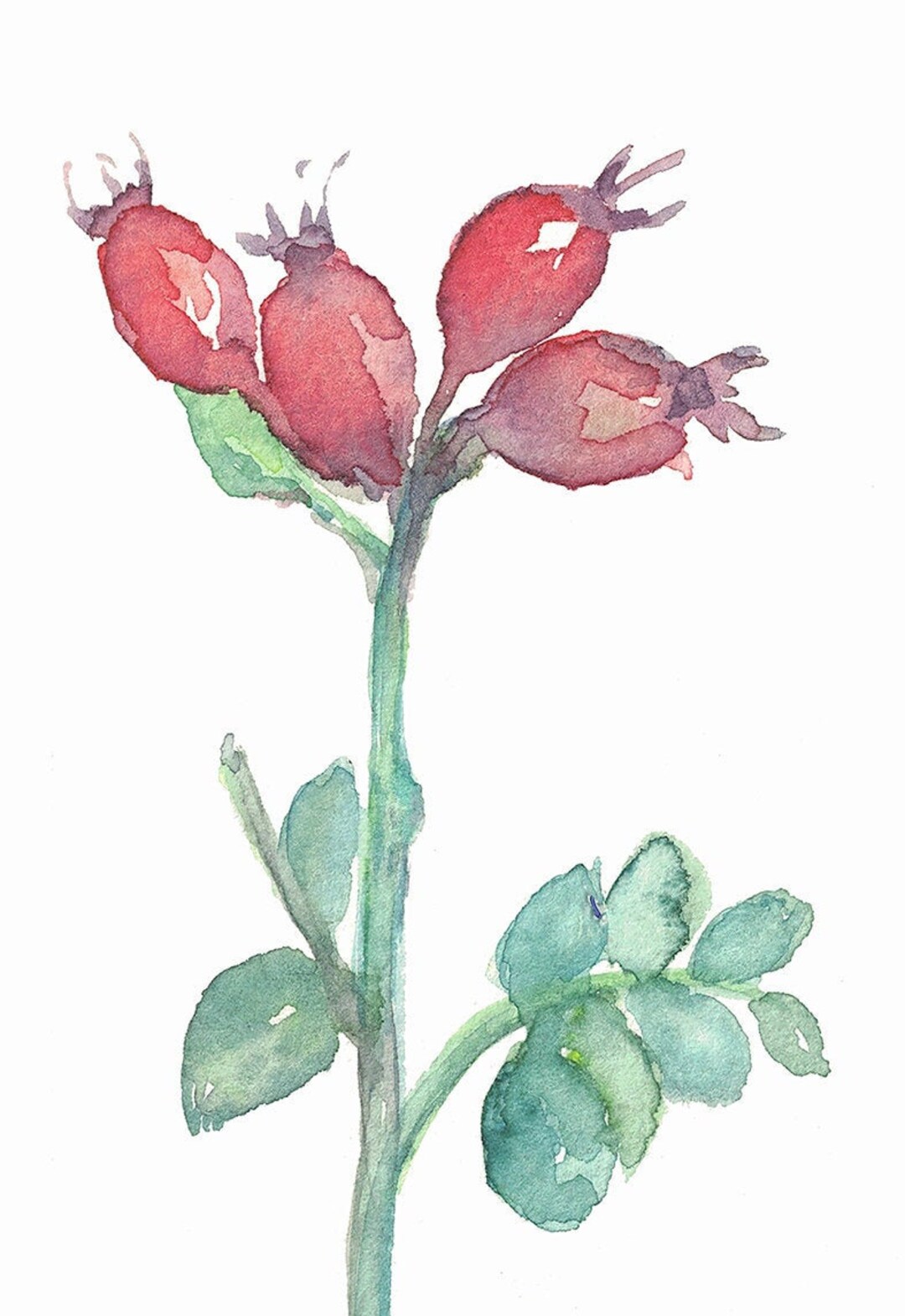 Rosehip Print. Herb Wall Art. Herbs Print. Kitchen Wall Decor. Rosehip ...