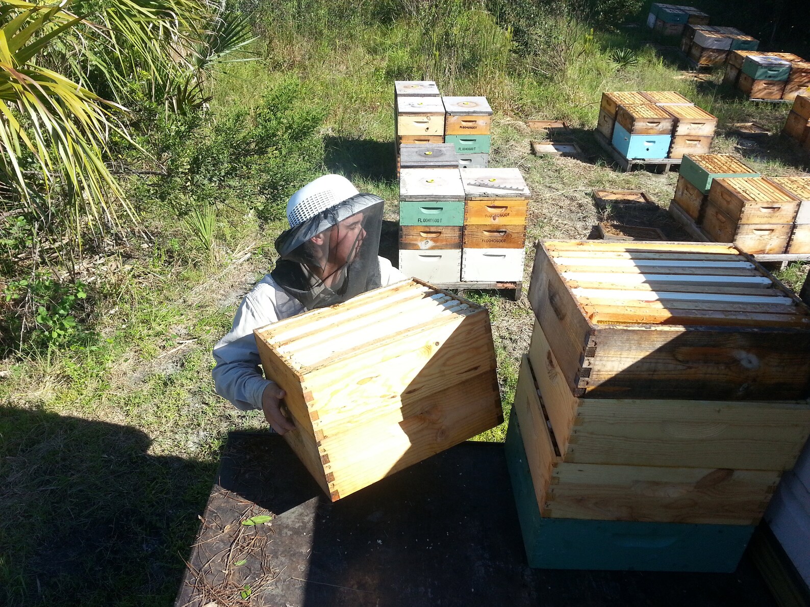 4 Lb Total Net Wt Pure Raw Gallberry Honey, 2025 Crop, Pure Raw Natural ...