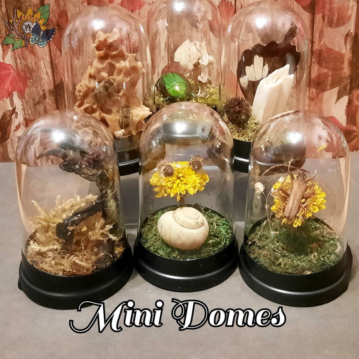 Single Mini Dome Jar Specimen Assorted Trinket Domes - Etsy UK