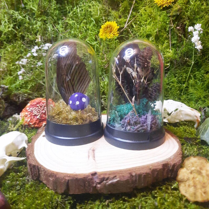 Single Mini Dome Jar Specimen Assorted Trinket Domes - Etsy UK