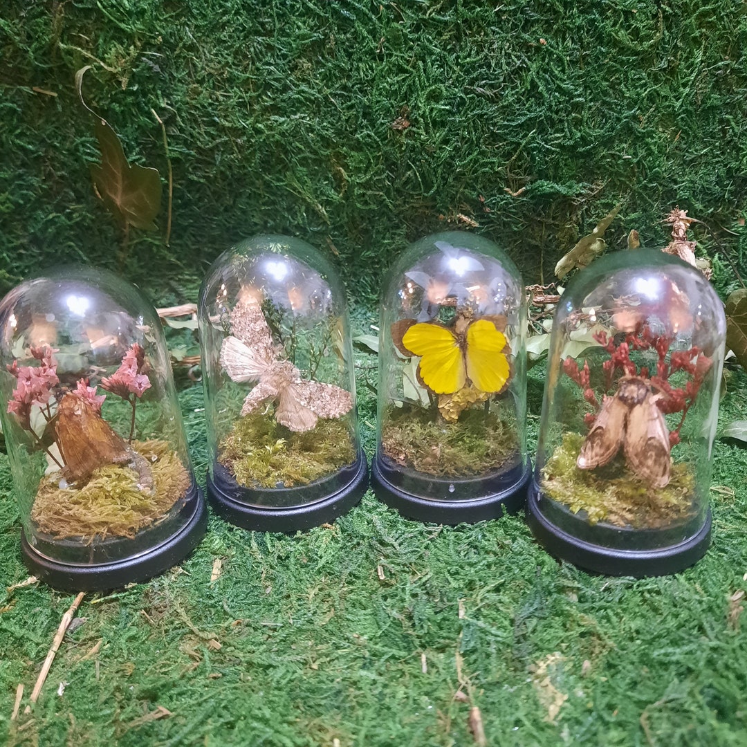 Single Mini Dome Jar Specimen Assorted Trinket Domes Butterfly Wings ...