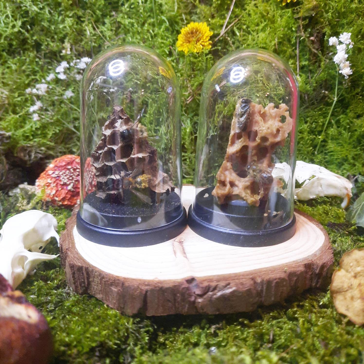 Single Mini Dome Jar Specimen Assorted Trinket Domes - Etsy UK