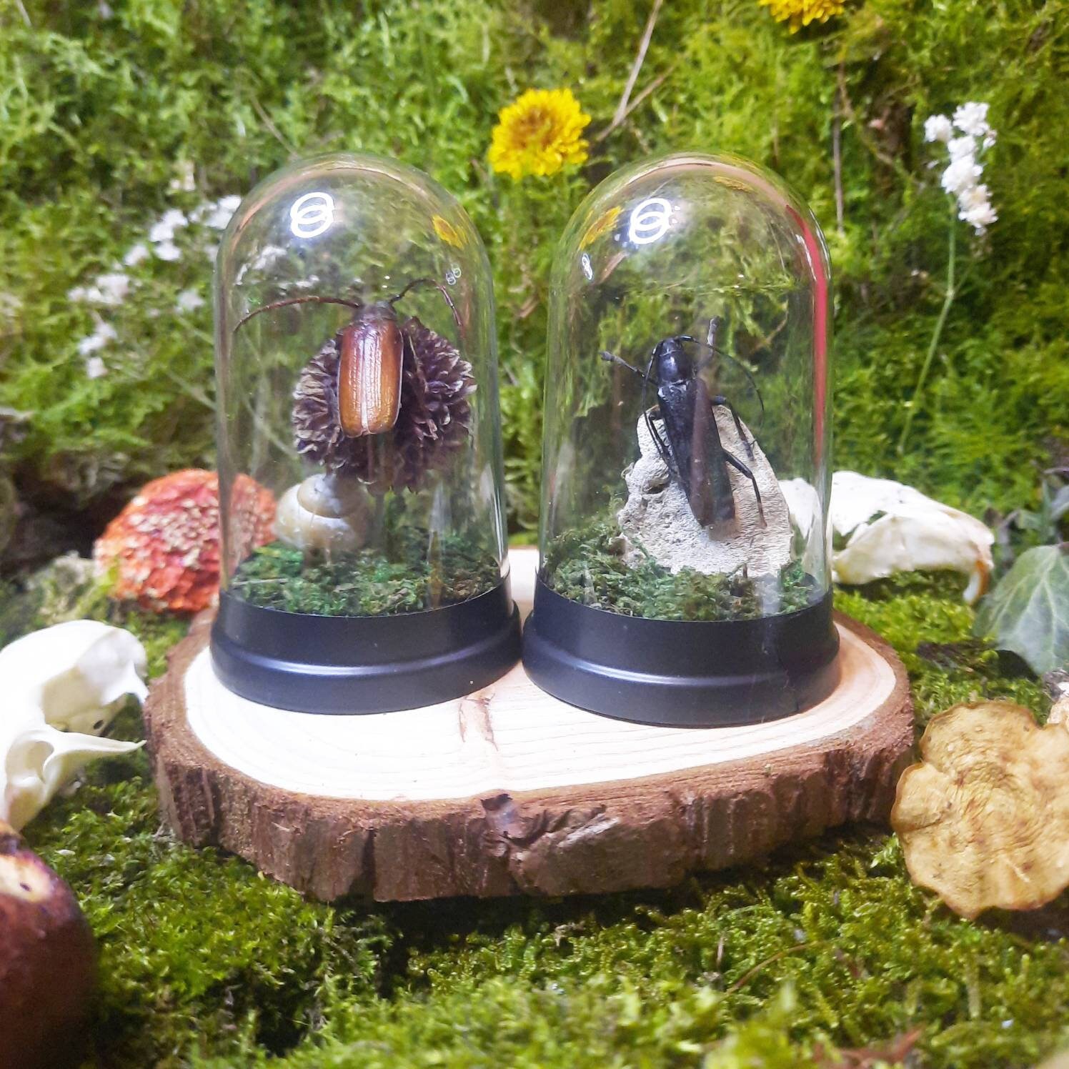 Single Mini Dome Jar Specimen Assorted Trinket Domes - Etsy UK