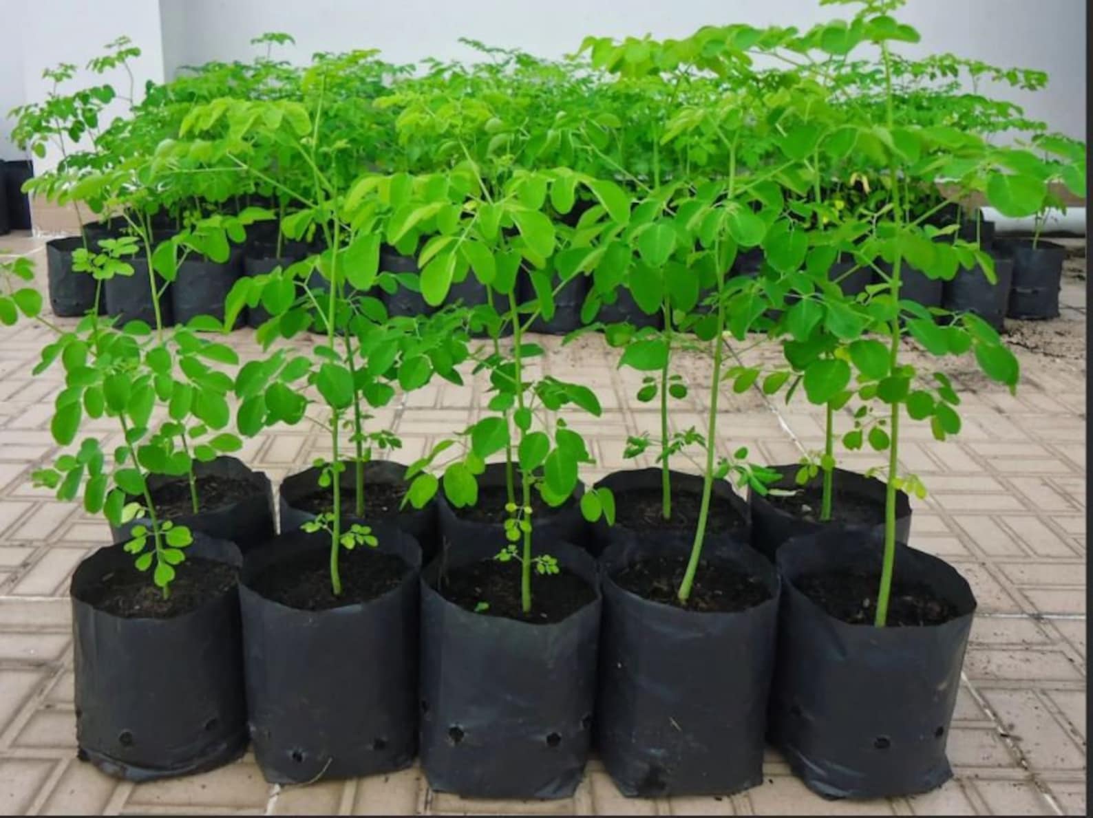 100 Organic Moringa Seeds high Yield Fully Matured Black - Etsy