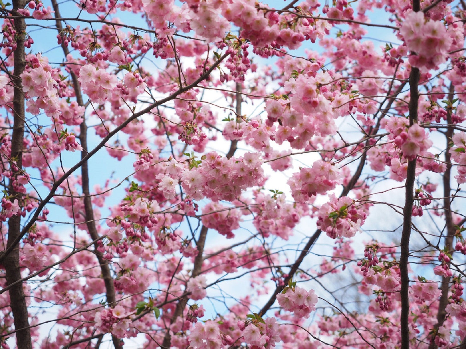 Pink Cherry Blossom Branches Backdrop for Photography Spring - Etsy