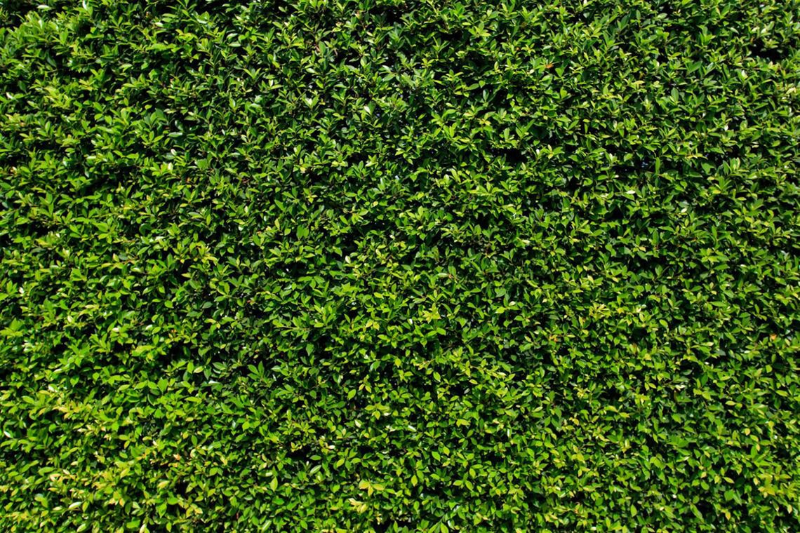 3D Grass Wall Backdrop for Photography Backdrops Wedding - Etsy