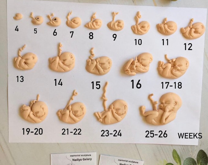 MADE to ORDER- 20 Week Gestation Fetus, Memorial/honor Sculpture - Baby ...