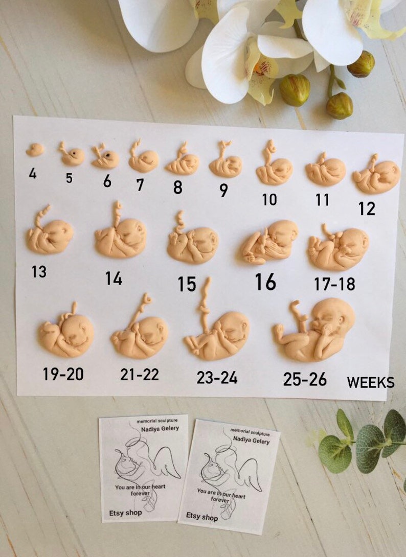 Embryo 7-8-9 Weeks miscarriage Ornament8 10 Weeks Fetus - Etsy