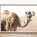 Camel Art Print, Desert Animal Print, Digital Download, Boho Prints ...