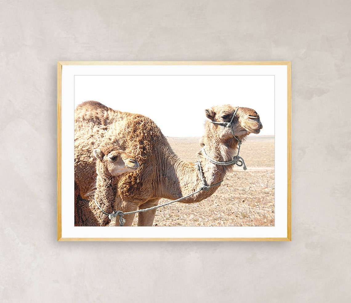 Camel Art Print Desert Animal Print Digital Download Boho - Etsy