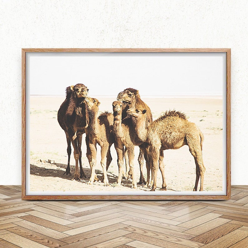 Camel Art Print Desert Animal Print Camel Photography Boho | Etsy