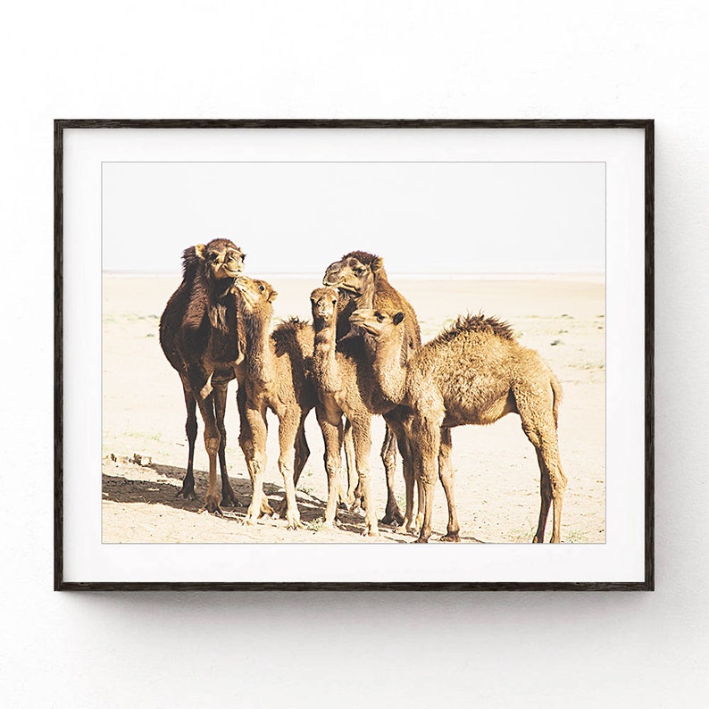 Camel Art Print Desert Animal Print Camel Photography Boho | Etsy