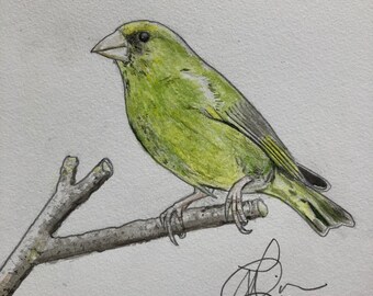 Pastel Drawing & Illustration Greenfinch Original Artwork etna.com.pe