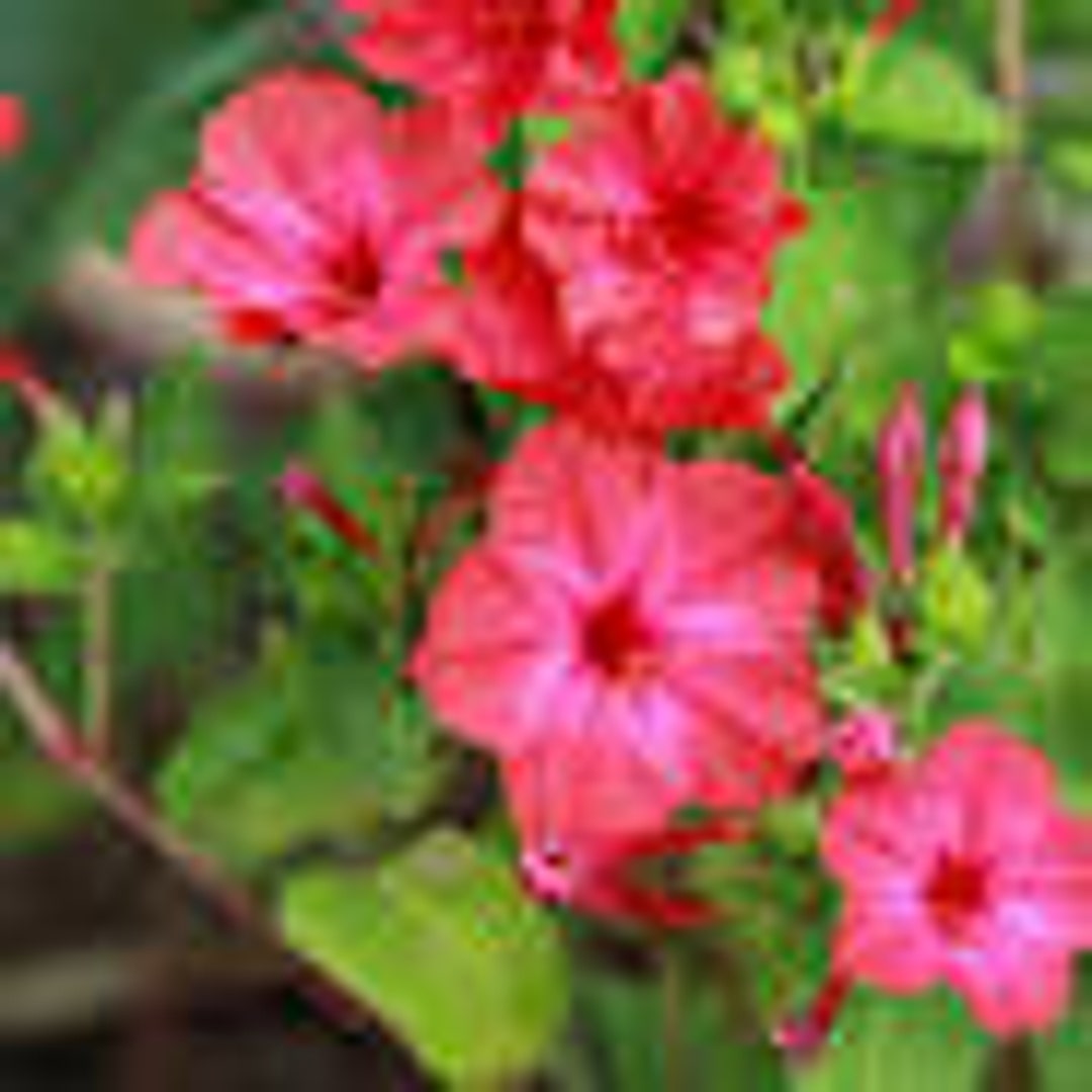 50 Marvel of Peru Rose Four O'clock Seeds, Non-gmo, Untreated, Open ...