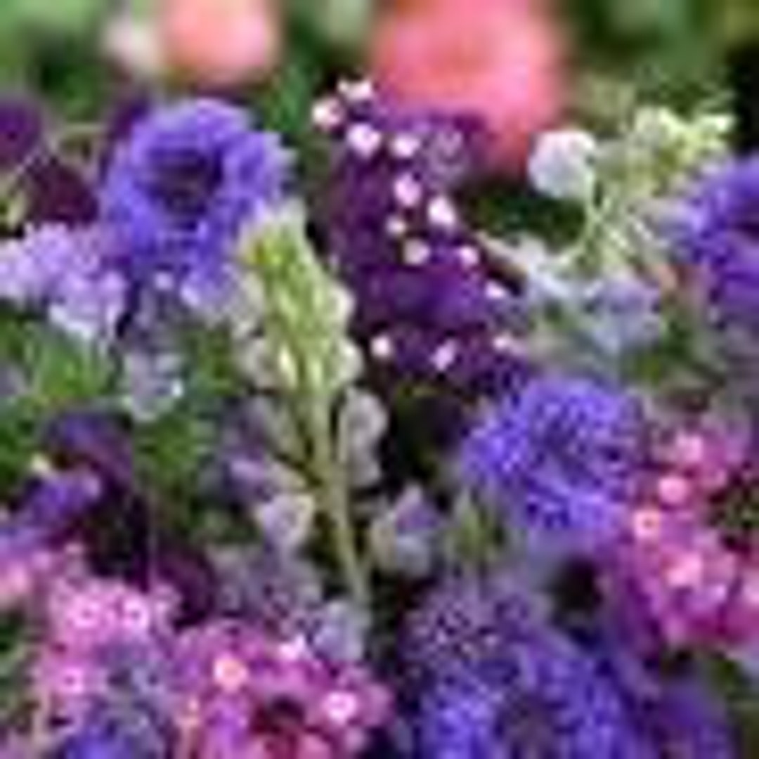 600 Blue Splendor Flower Mixture Seeds, Non-gmo, Untreated, Open ...